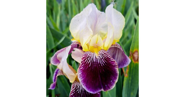 Iris 'Bruno'